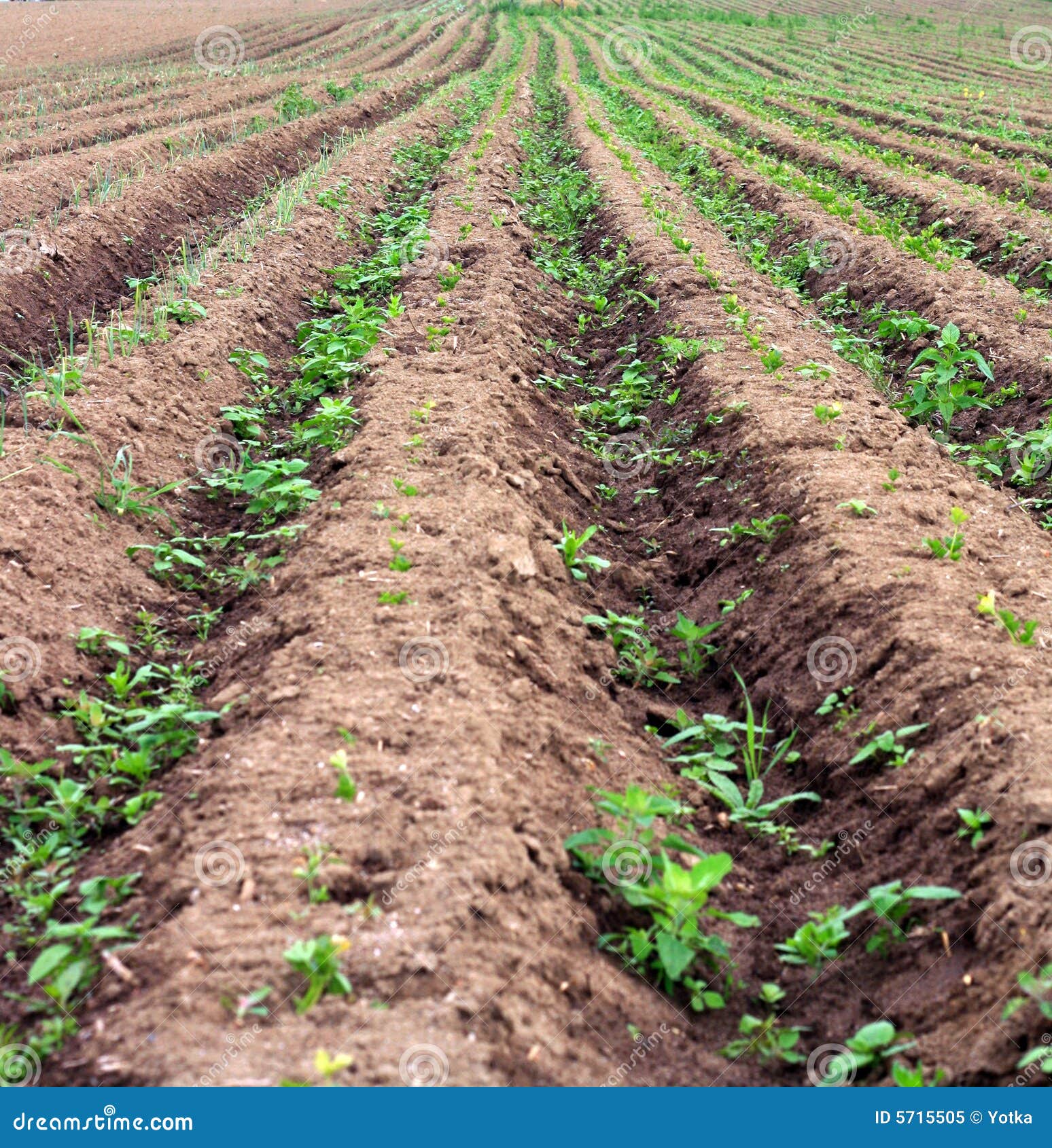 Small patches on field stock image. Image of ground, spring - 5715505