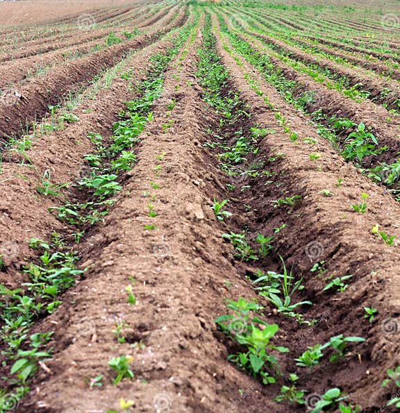 Small patches on field stock image. Image of ground, spring - 5715505