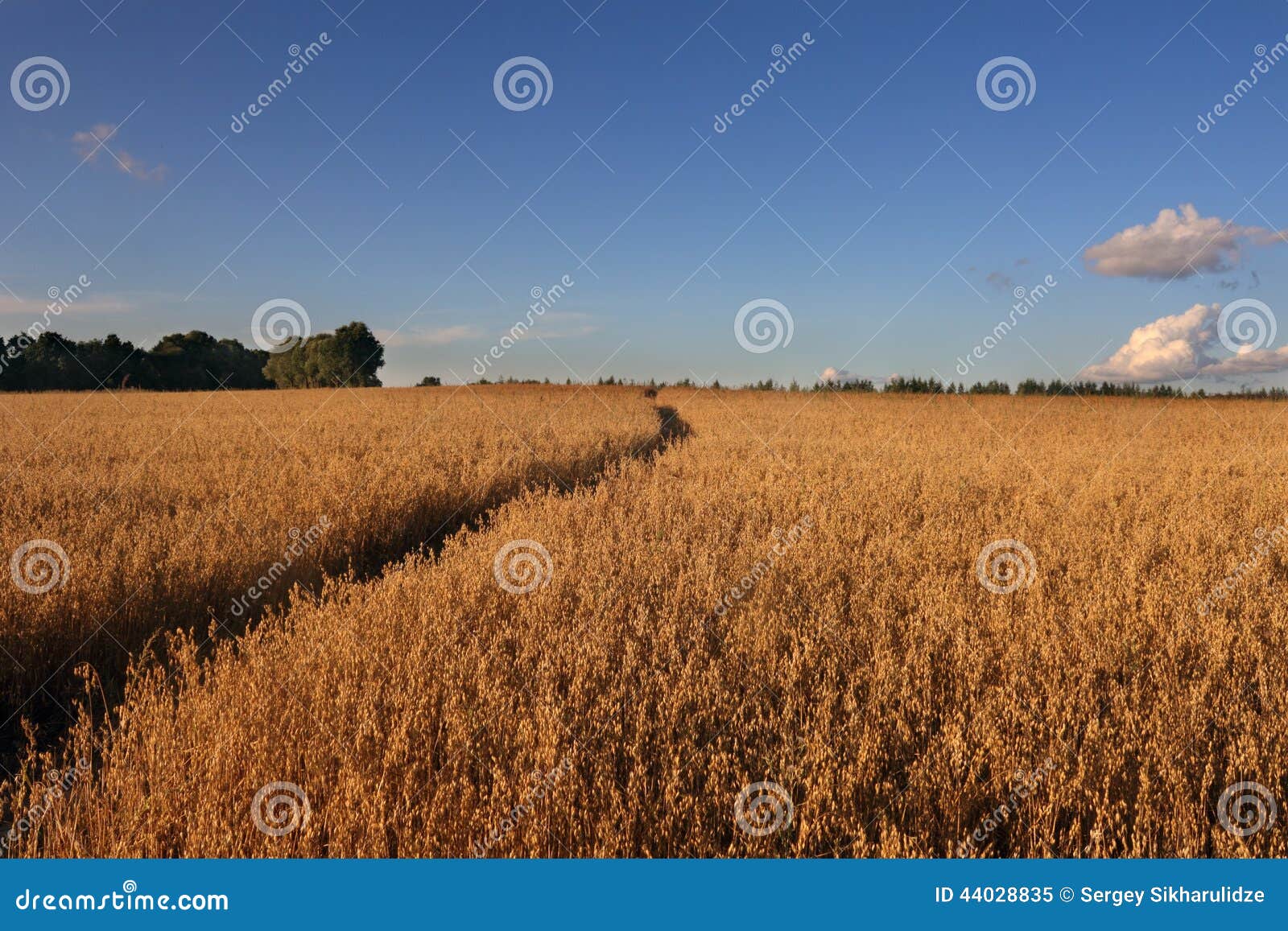 Small Path Across the Field Diagonal Stock Image - Image of rural ...