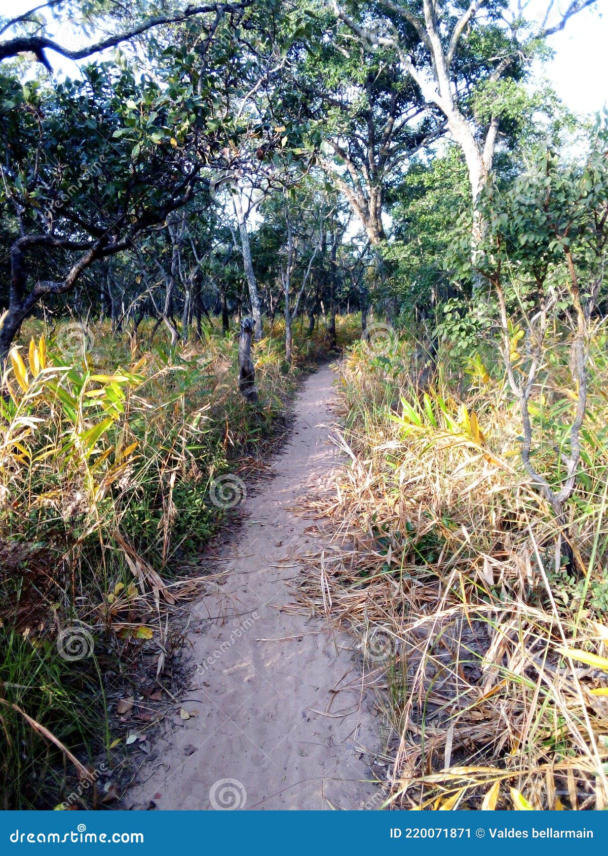 Small path in the bush stock image. Image of water, flower - 220071871