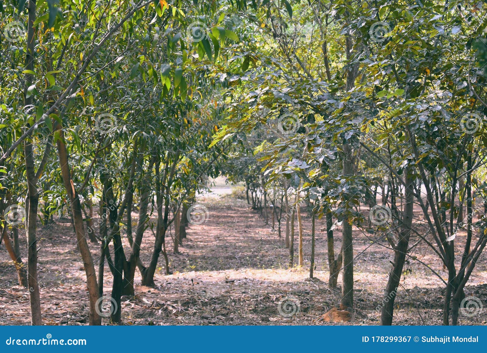 A Small Path Crossing between Group of Trees Stock Image - Image of ...