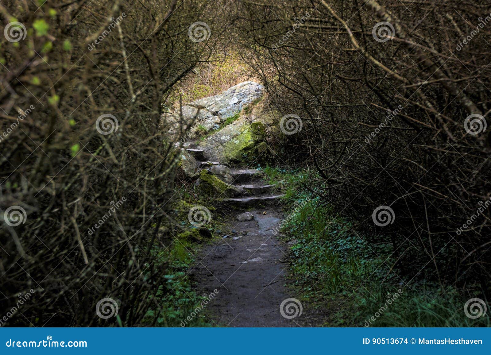 Small Path through Dense Trees with Opening at the End Stock Photo ...