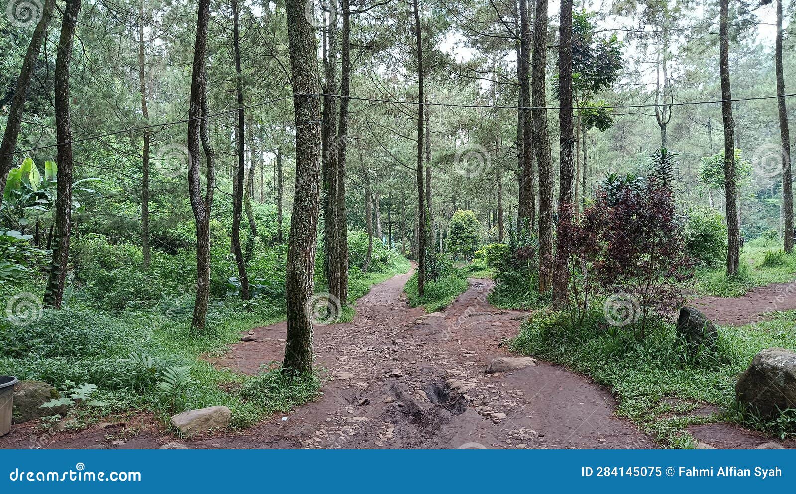 Small Path of Dirt in the Middle of Pine Tree Forest Stock Image ...