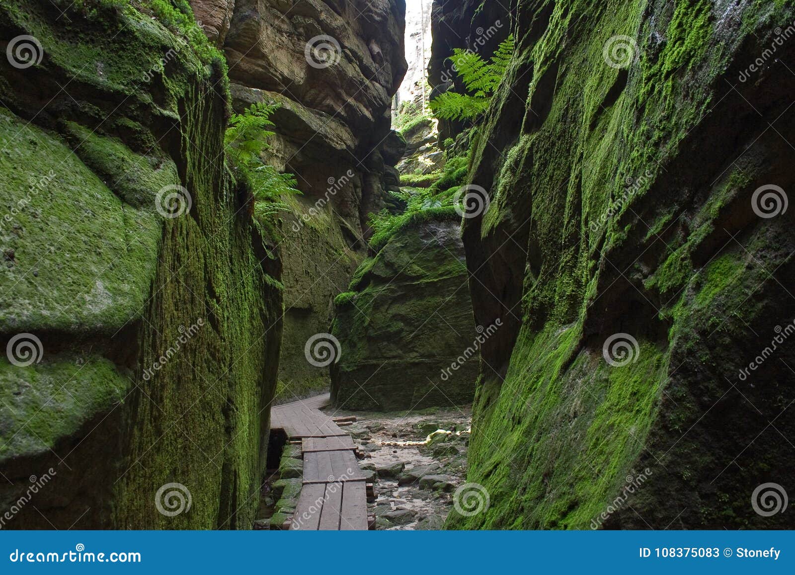 Small path in forest chasm stock image. Image of beautiful - 108375083