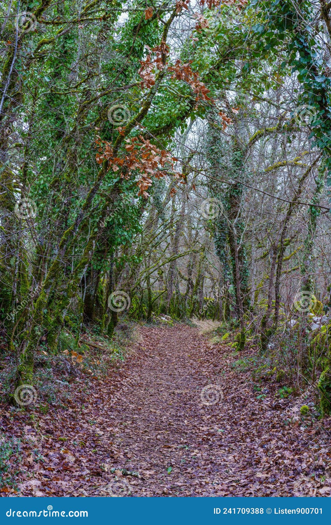 Small Path in the Forest for Hiking Stock Photo - Image of path, park ...