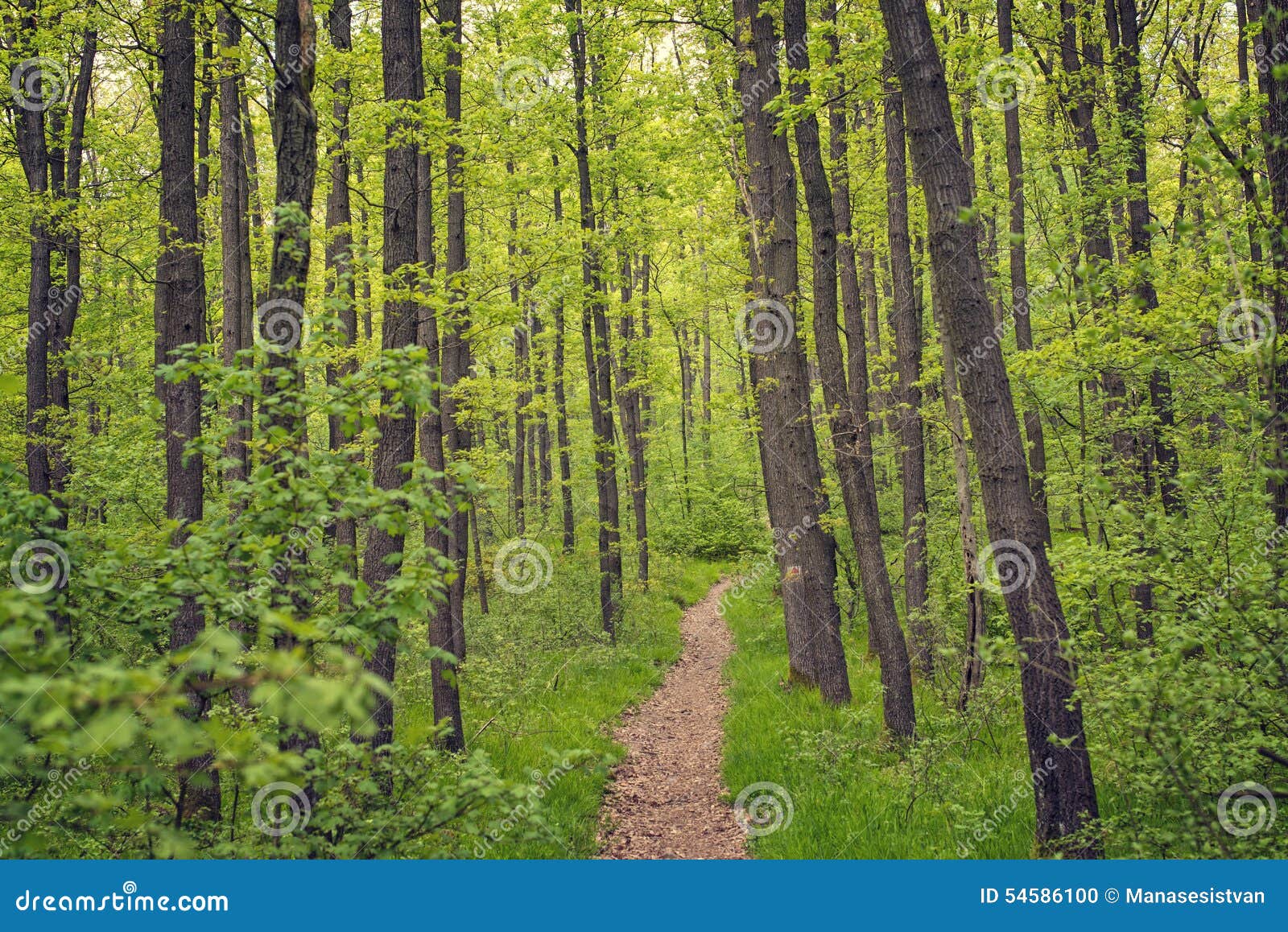 Small Path through a Forest in Summer Stock Photo - Image of wilderness ...