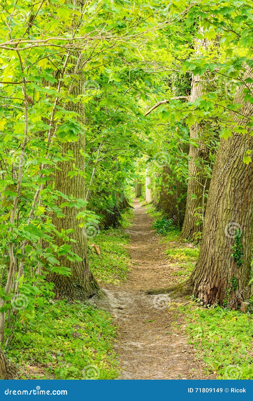 A Small Path in the Green Forest Stock Image - Image of trees, path ...