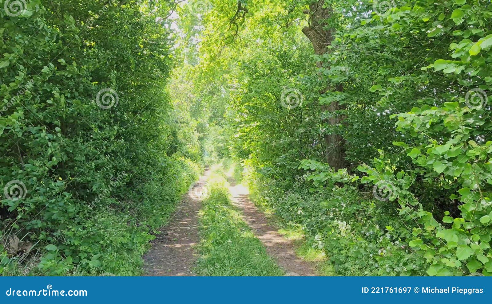 Small Path into a Green Forest Area Stock Video - Video of moss, light ...
