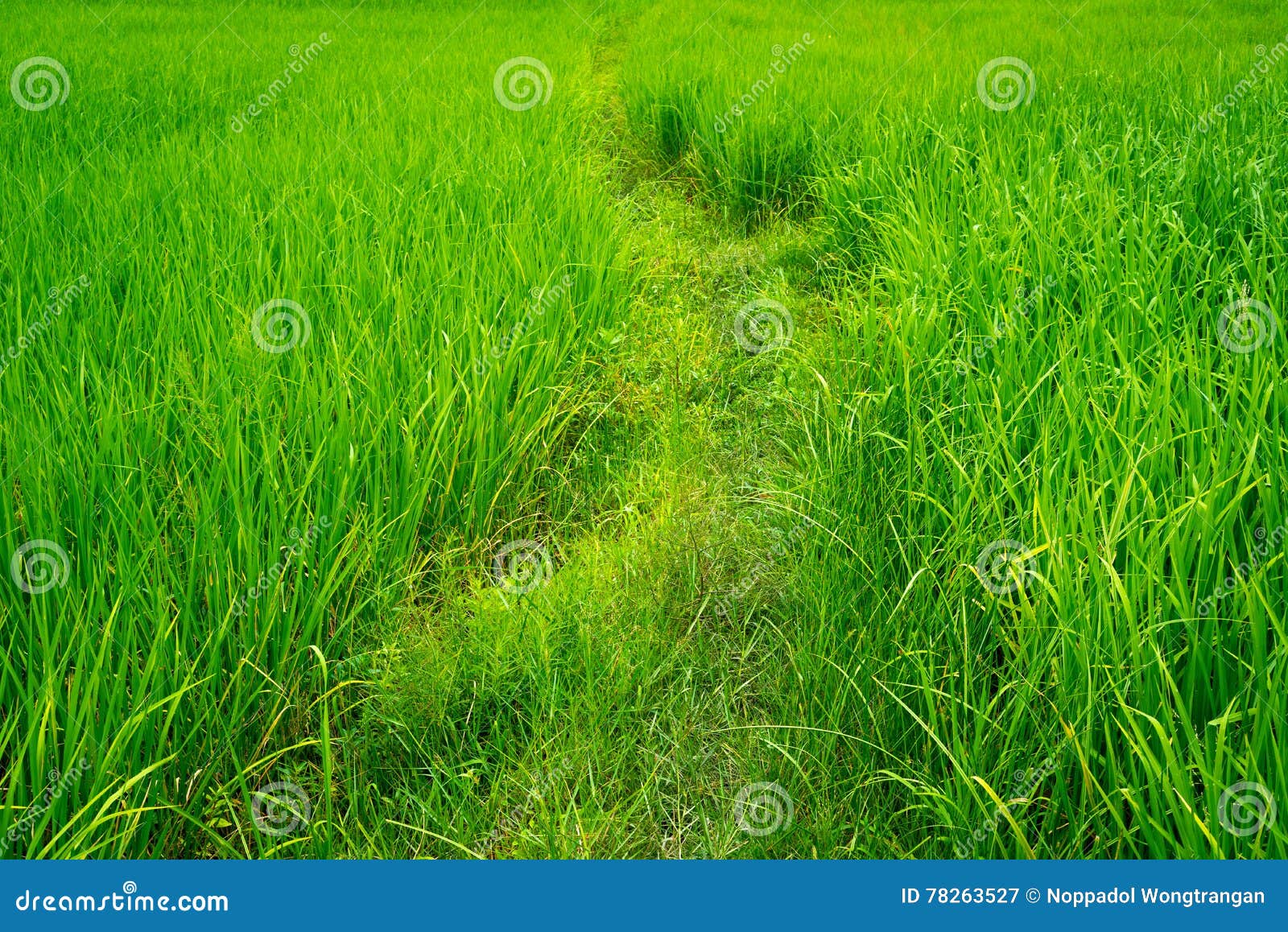 Small Path in Green Rice Field Stock Image - Image of asian, fields ...
