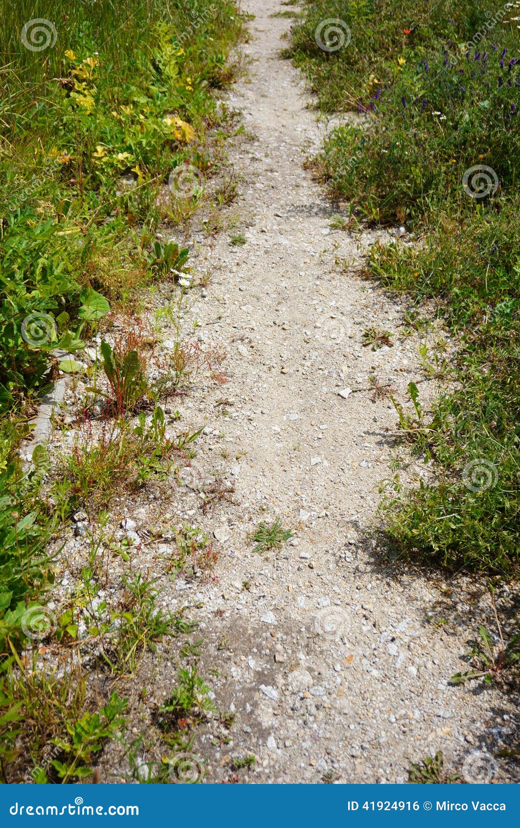 Small path stock photo. Image of plants, small, growth - 41924916