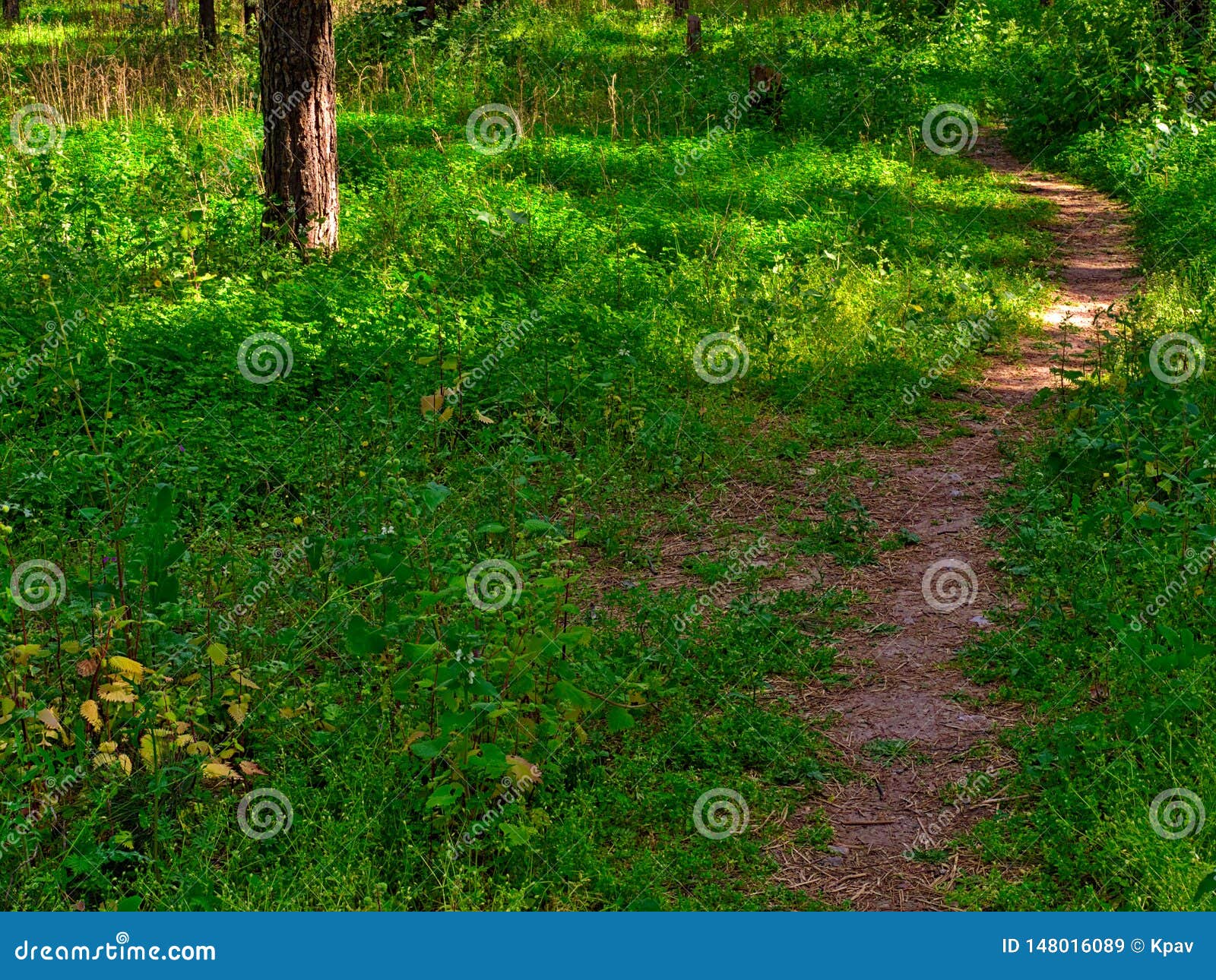 Small path inside a park stock image. Image of copy - 148016089