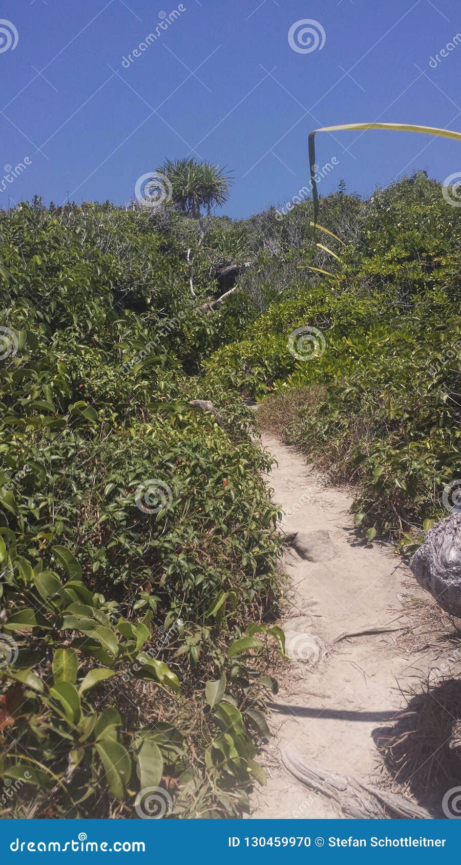 A Small Path in the Jungle To the Beach Stock Photo - Image of bare ...