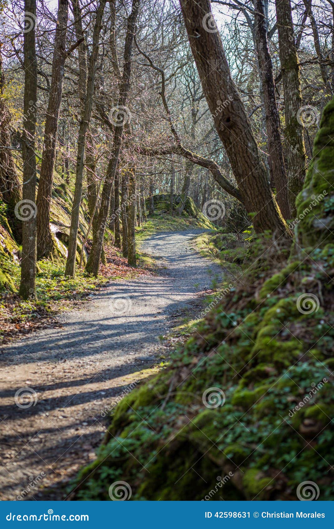 A Small Path For Exploring The Park, Green Trees, Natural Background ...