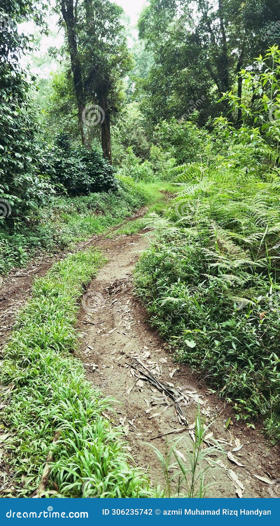Small Path in the Middle of the Forest while Tracking Stock Photo ...