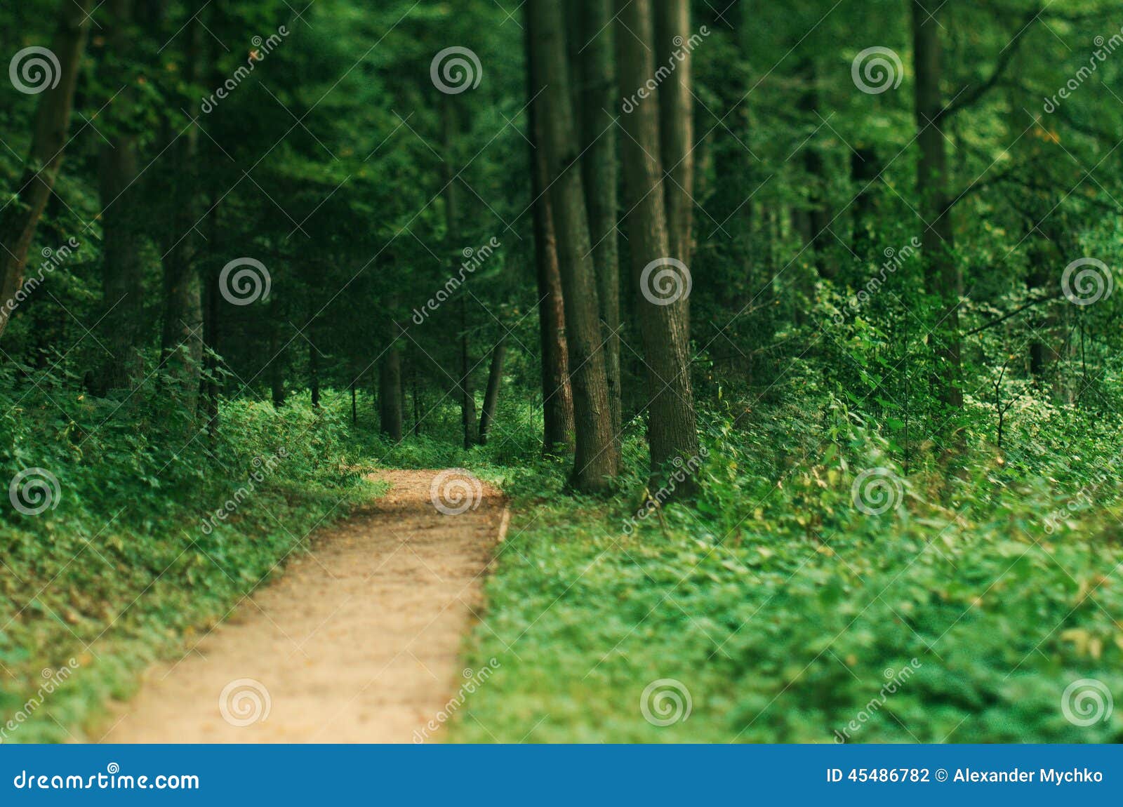 Small path in a park stock photo. Image of long, environment - 45486782