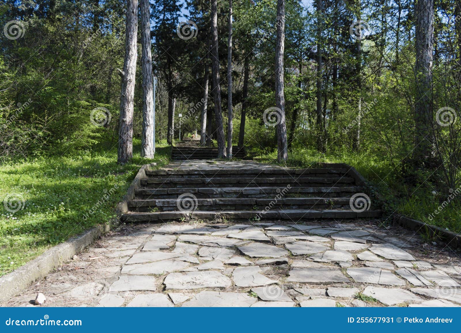 A Small Path in the Park between the Tall Trees Stock Image - Image of ...