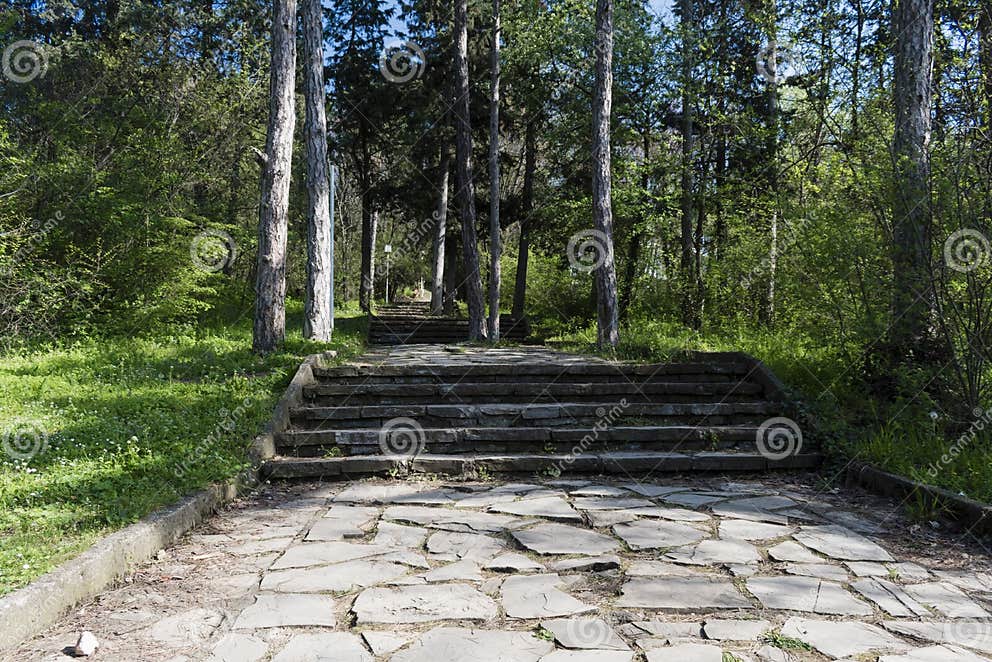 A Small Path in the Park between the Tall Trees Stock Image - Image of ...