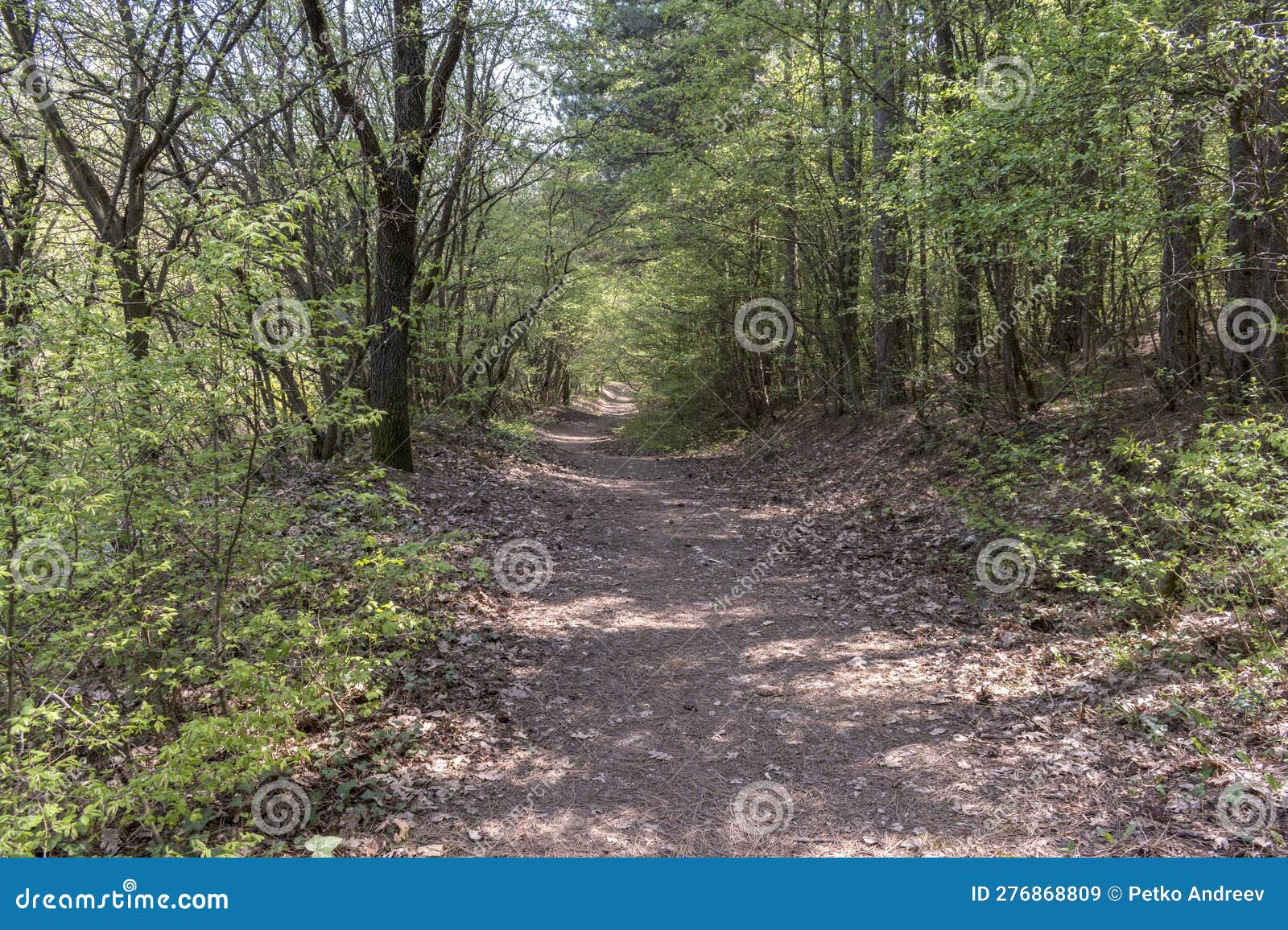 A Small Path in the Park between the Tall Trees Stock Image - Image of ...
