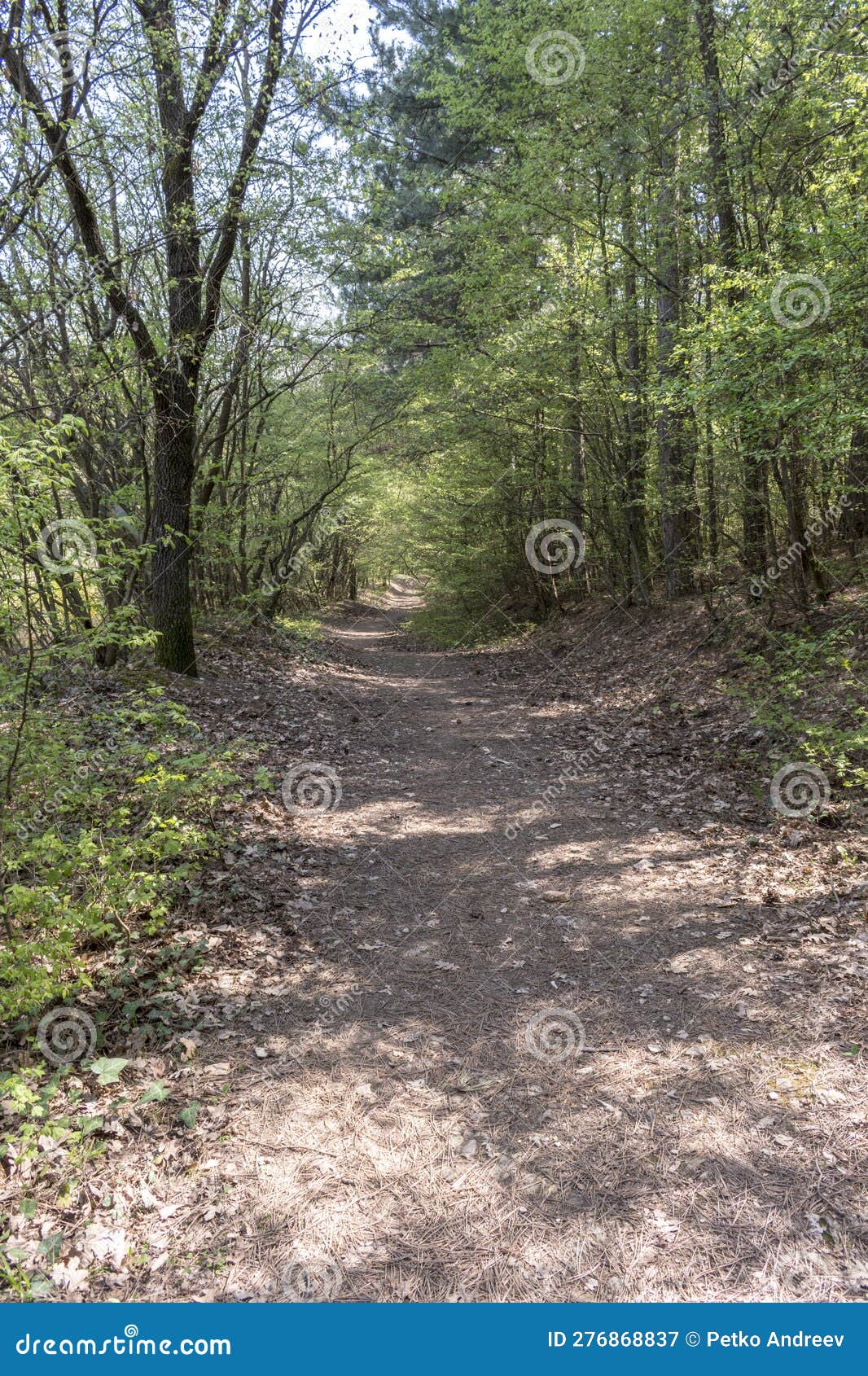 A Small Path in the Park between the Tall Trees Stock Image - Image of ...