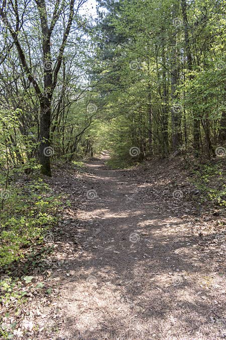 A Small Path in the Park between the Tall Trees Stock Image - Image of ...