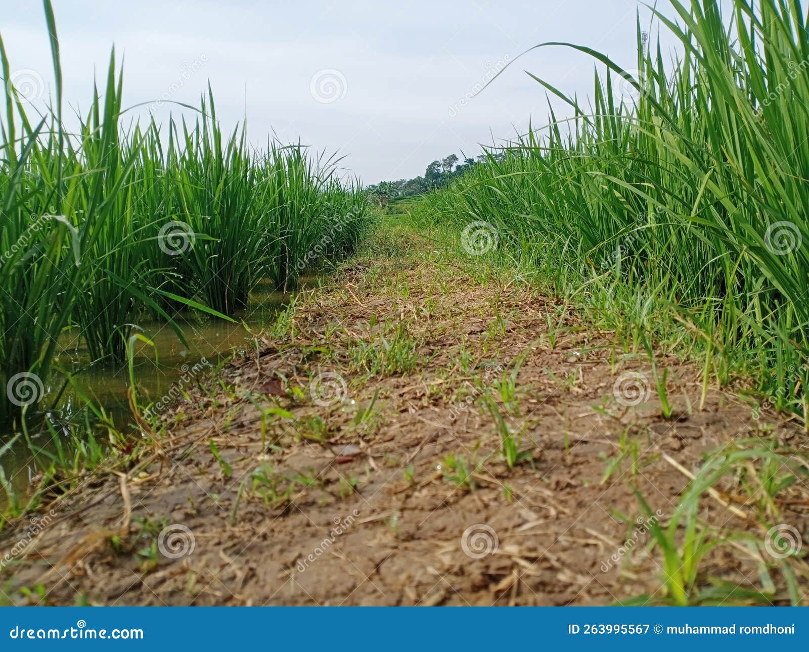Small Path between Rice Trees Stock Image - Image of still, wetland ...