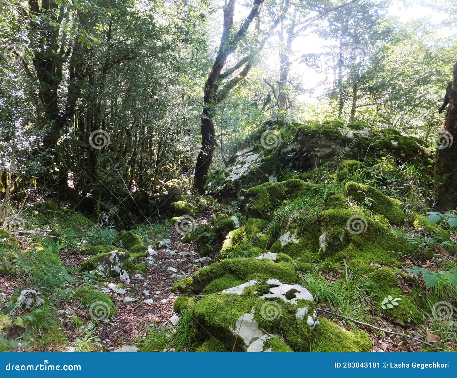 A Small Path, Rock Overgrown with Moss and Trees in the Forest ...