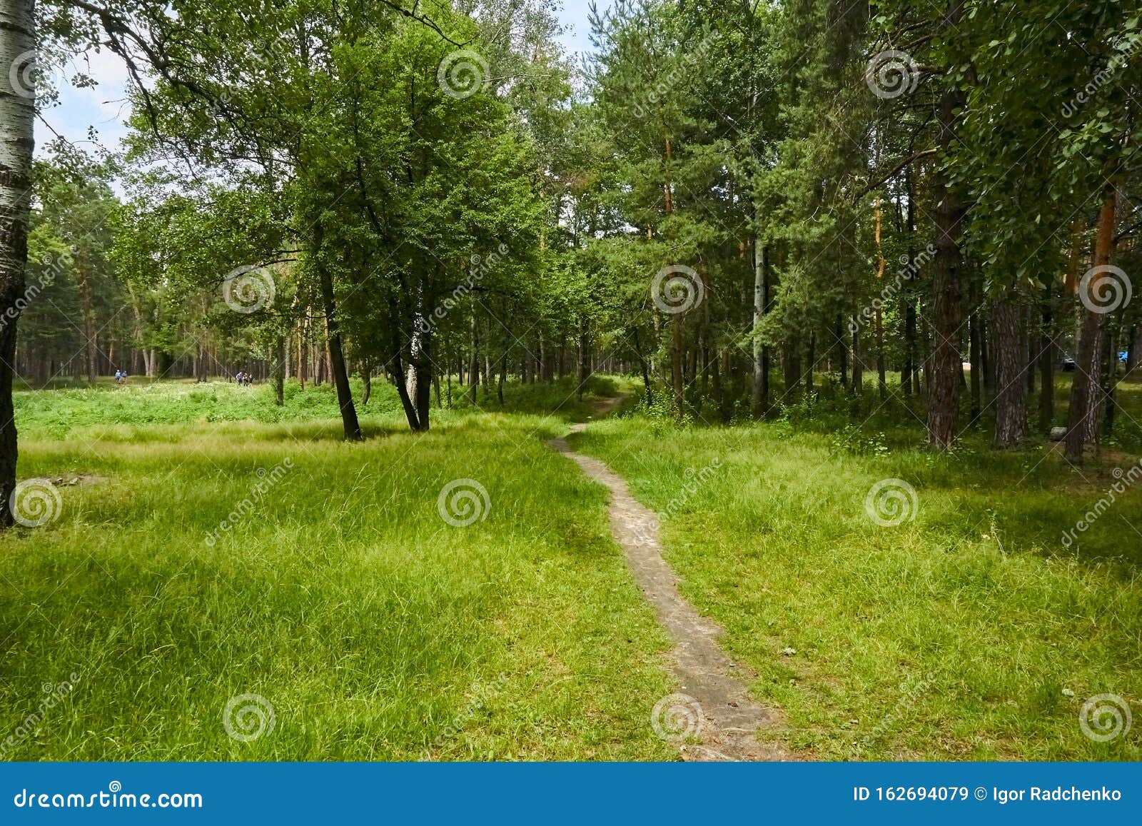 Small Path in the Summer Forest. Stock Image - Image of grass, forest ...