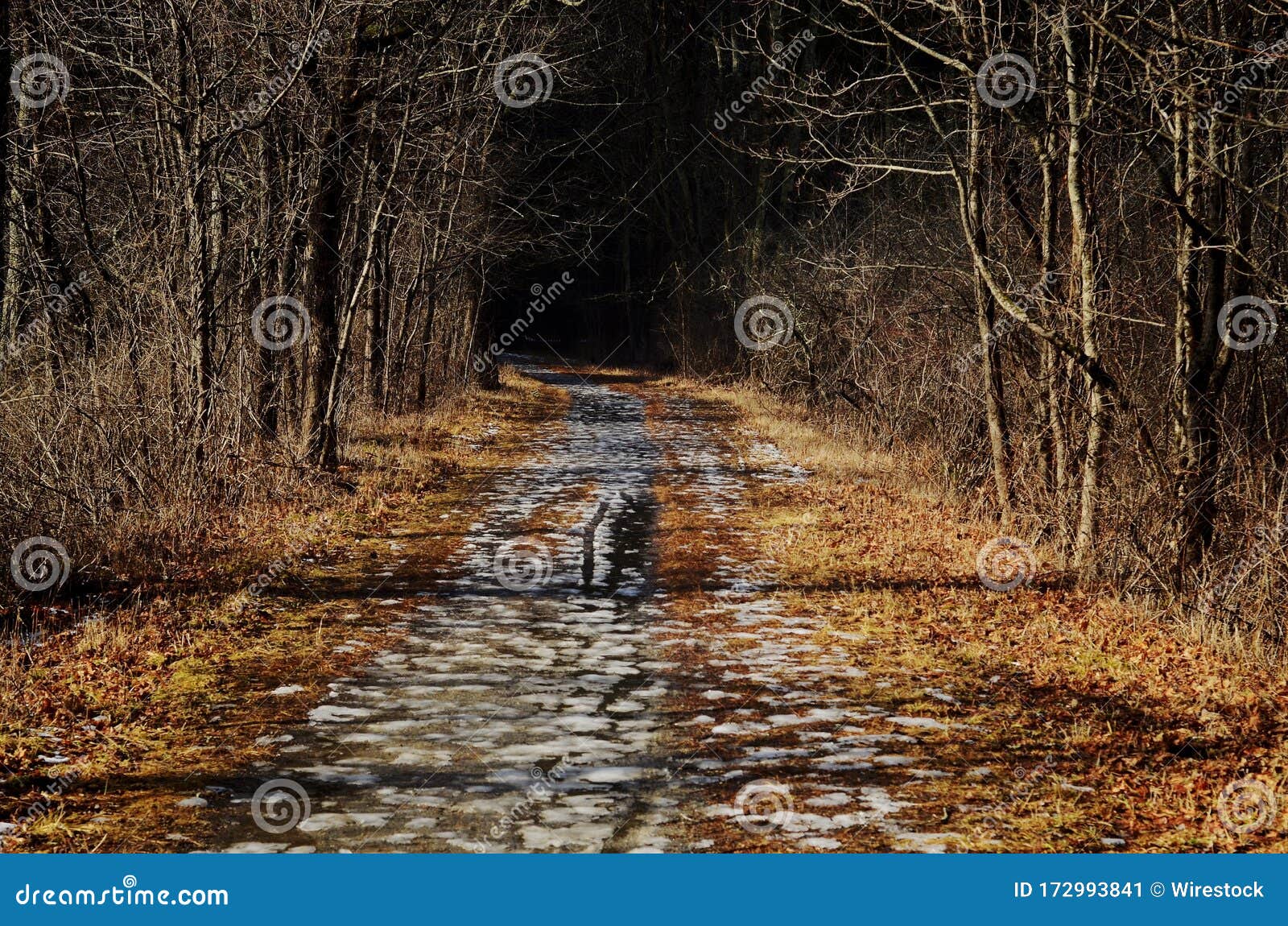 Small Path Surrounded by Dry Trees in the Forest in Autumn Stock Image ...
