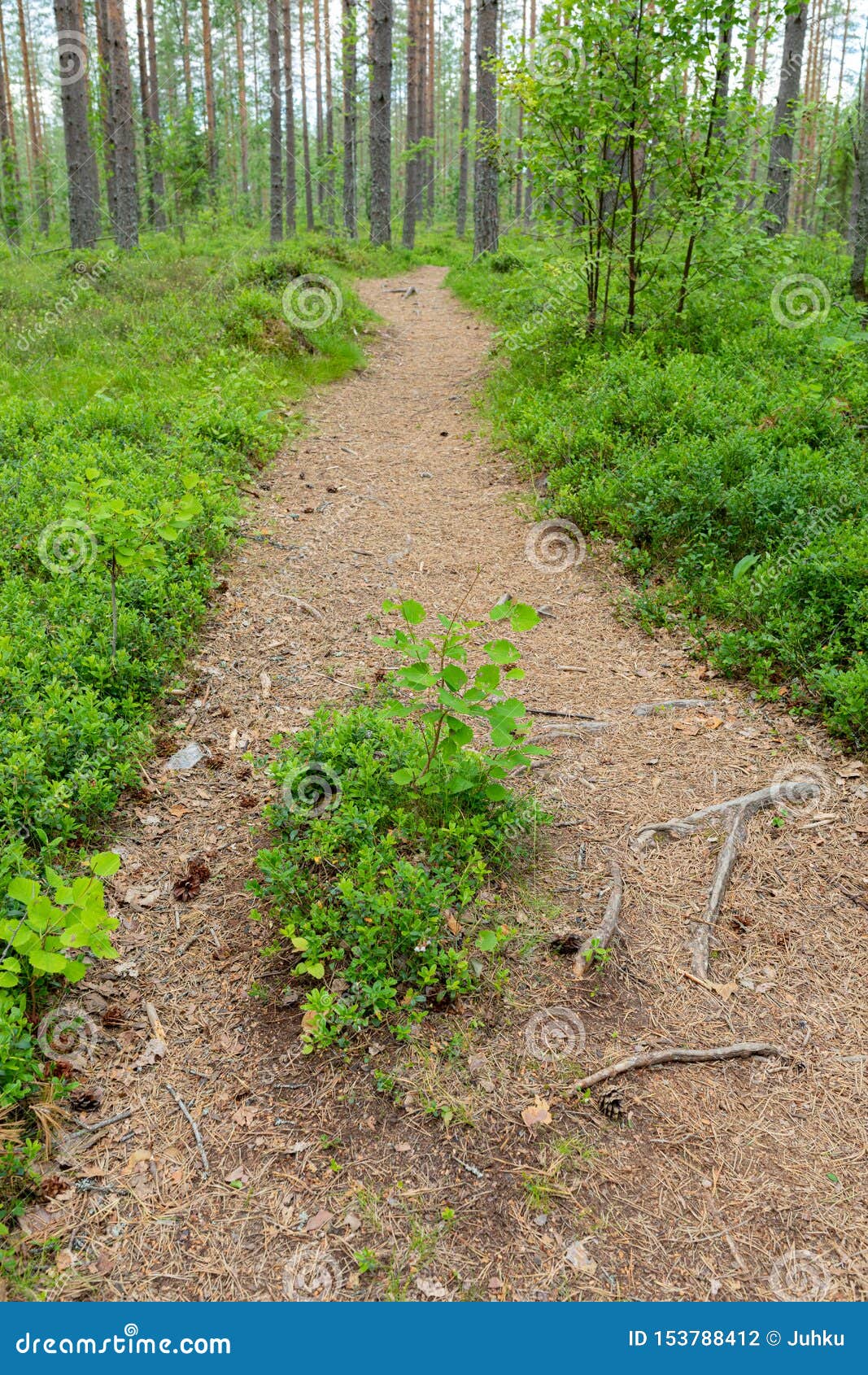 Small Path Trail in Finnish Forest Landscape Stock Photo - Image of ...