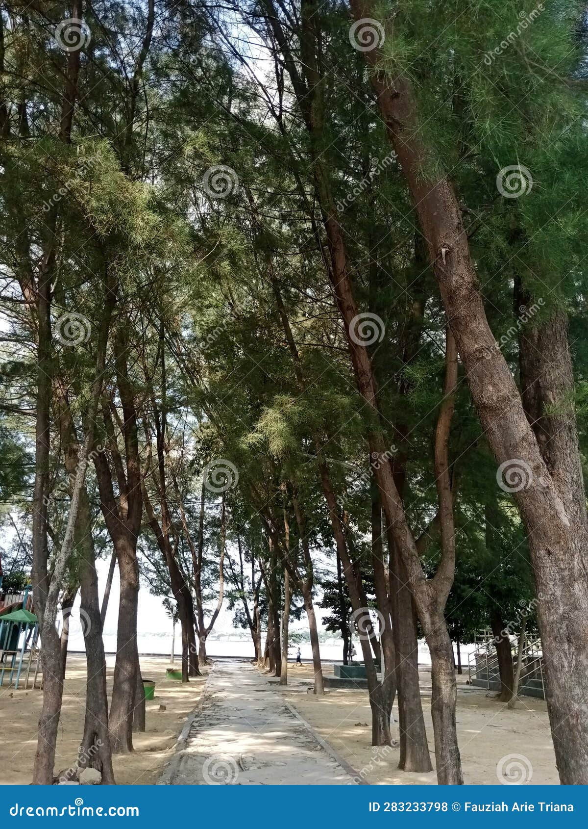 Small Path between Trees on the Beach Stock Photo - Image of small ...