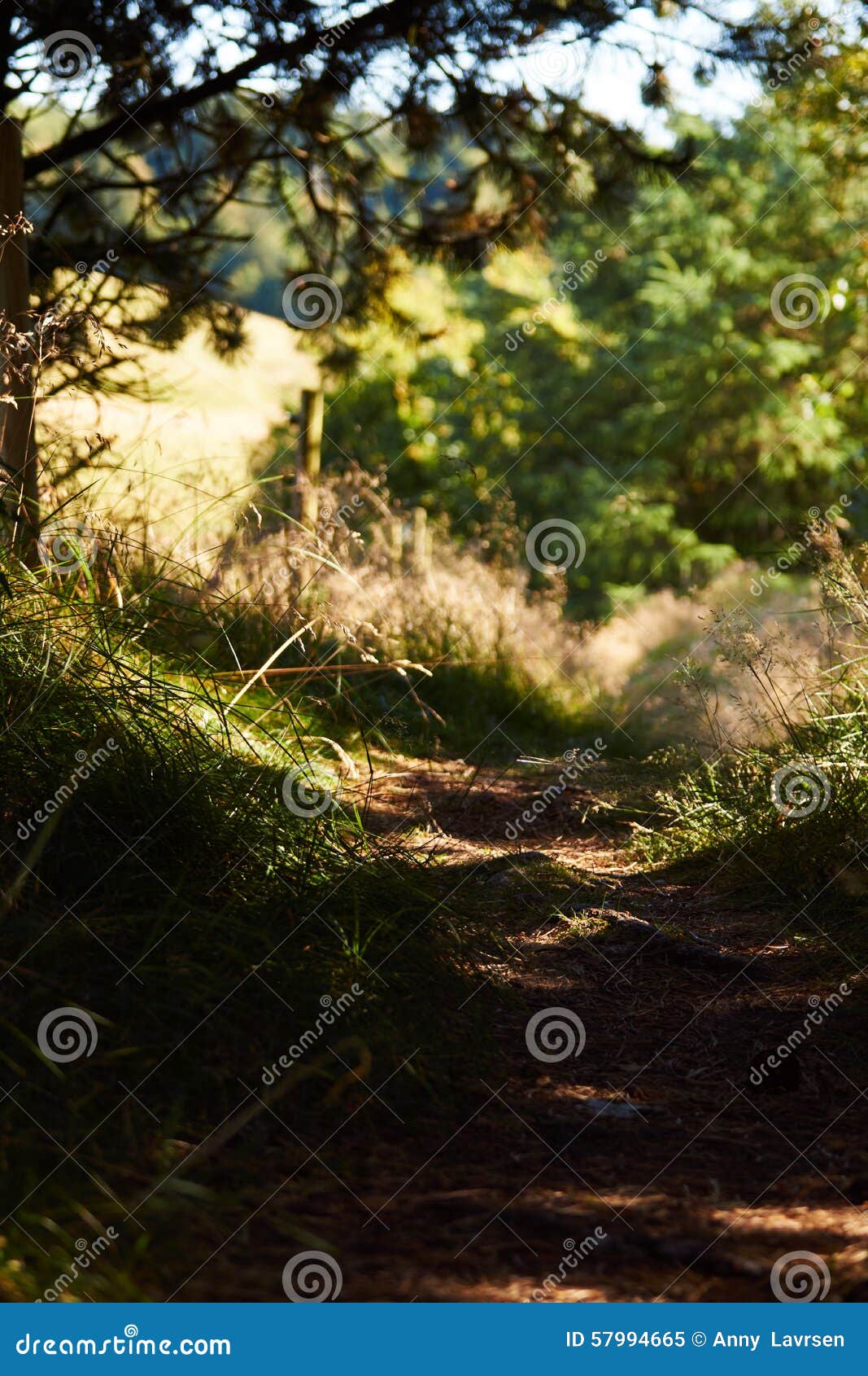 Small Path between the Trees Stock Image - Image of branch, path: 57994665