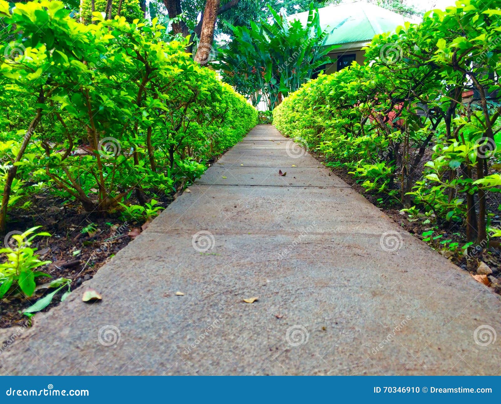 Small path stock photo. Image of nature, small, walking - 70346910