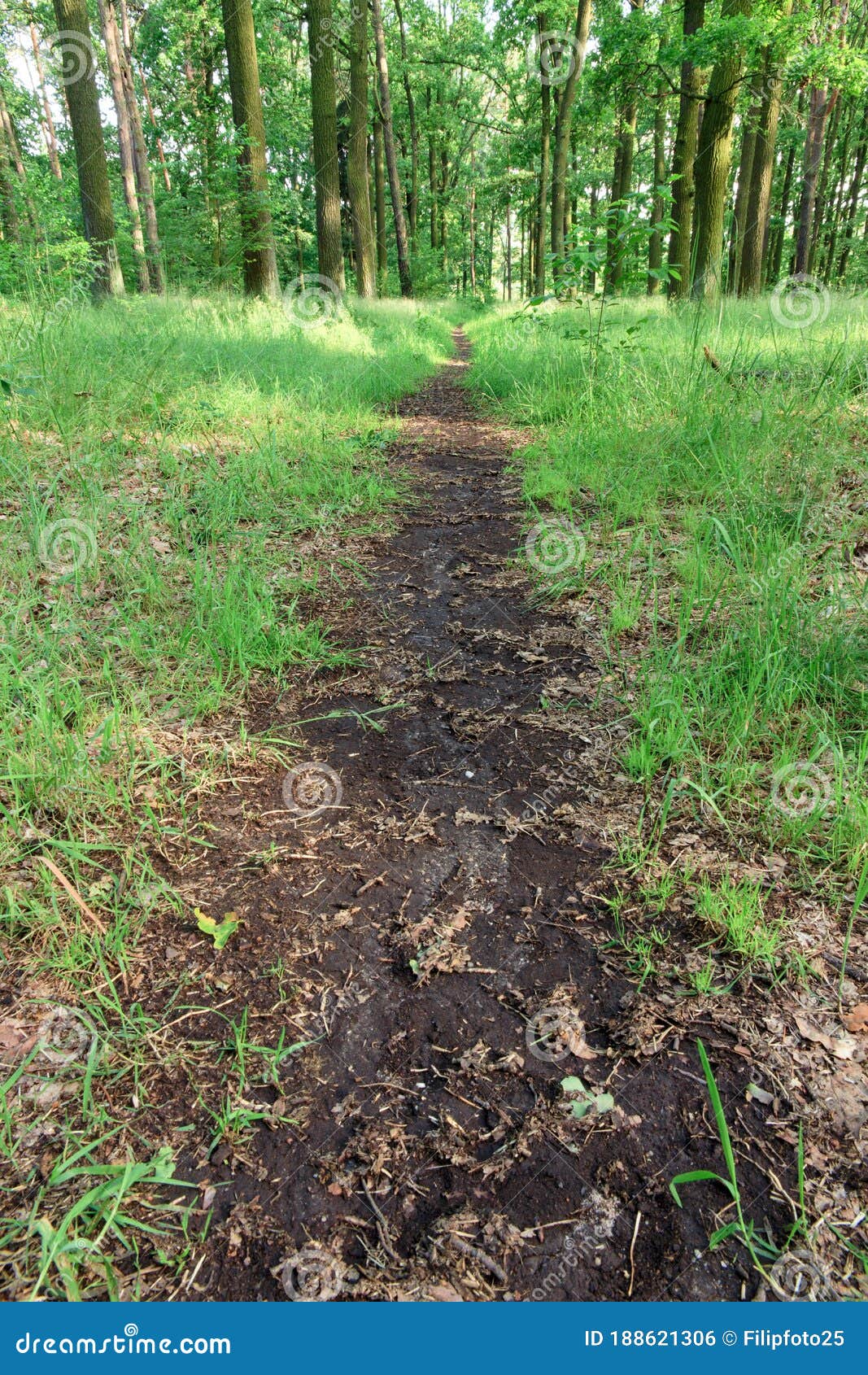 Small path in the woods stock photo. Image of beech - 188621306