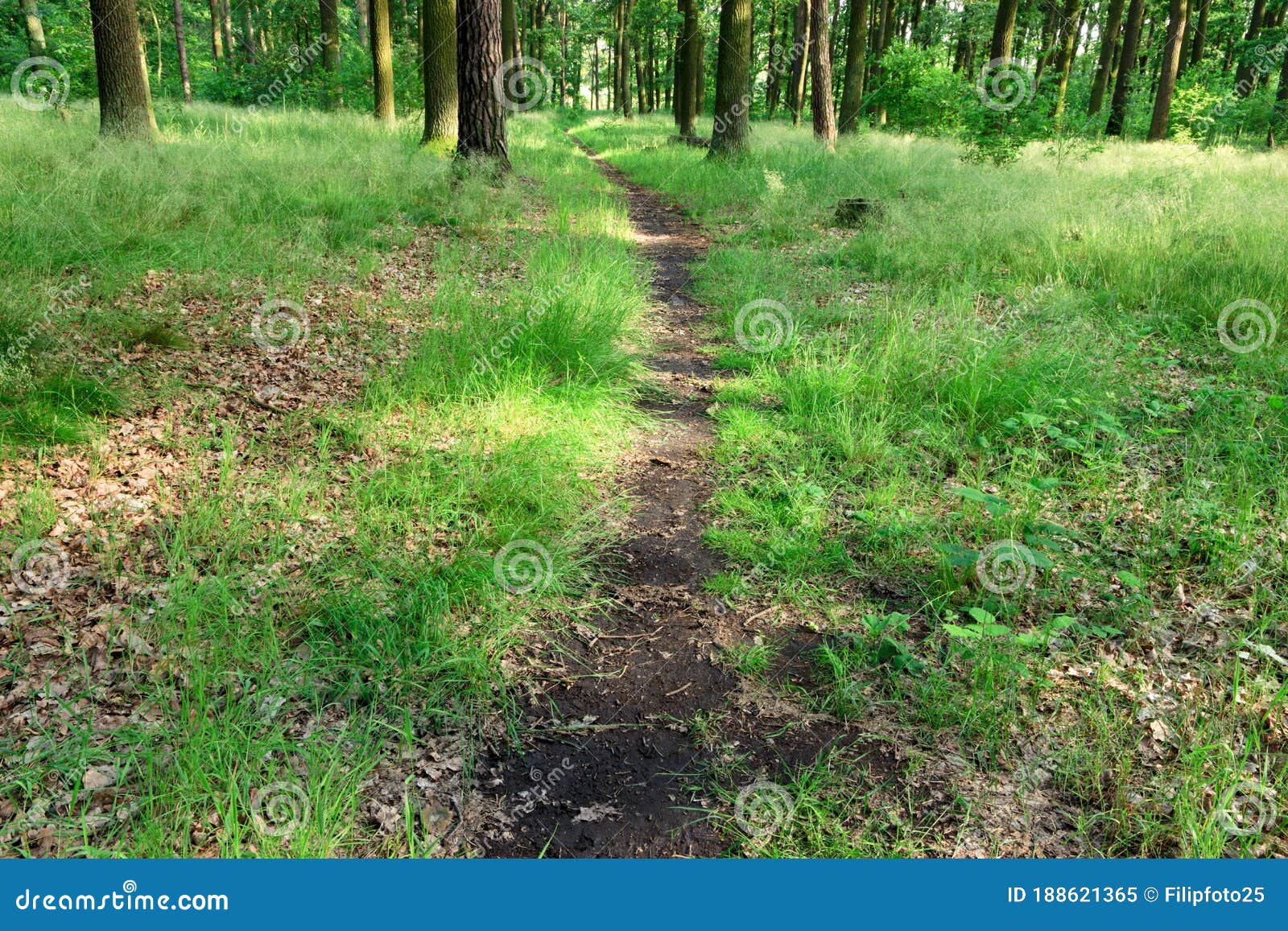 Small path in the woods stock image. Image of branches - 188621365