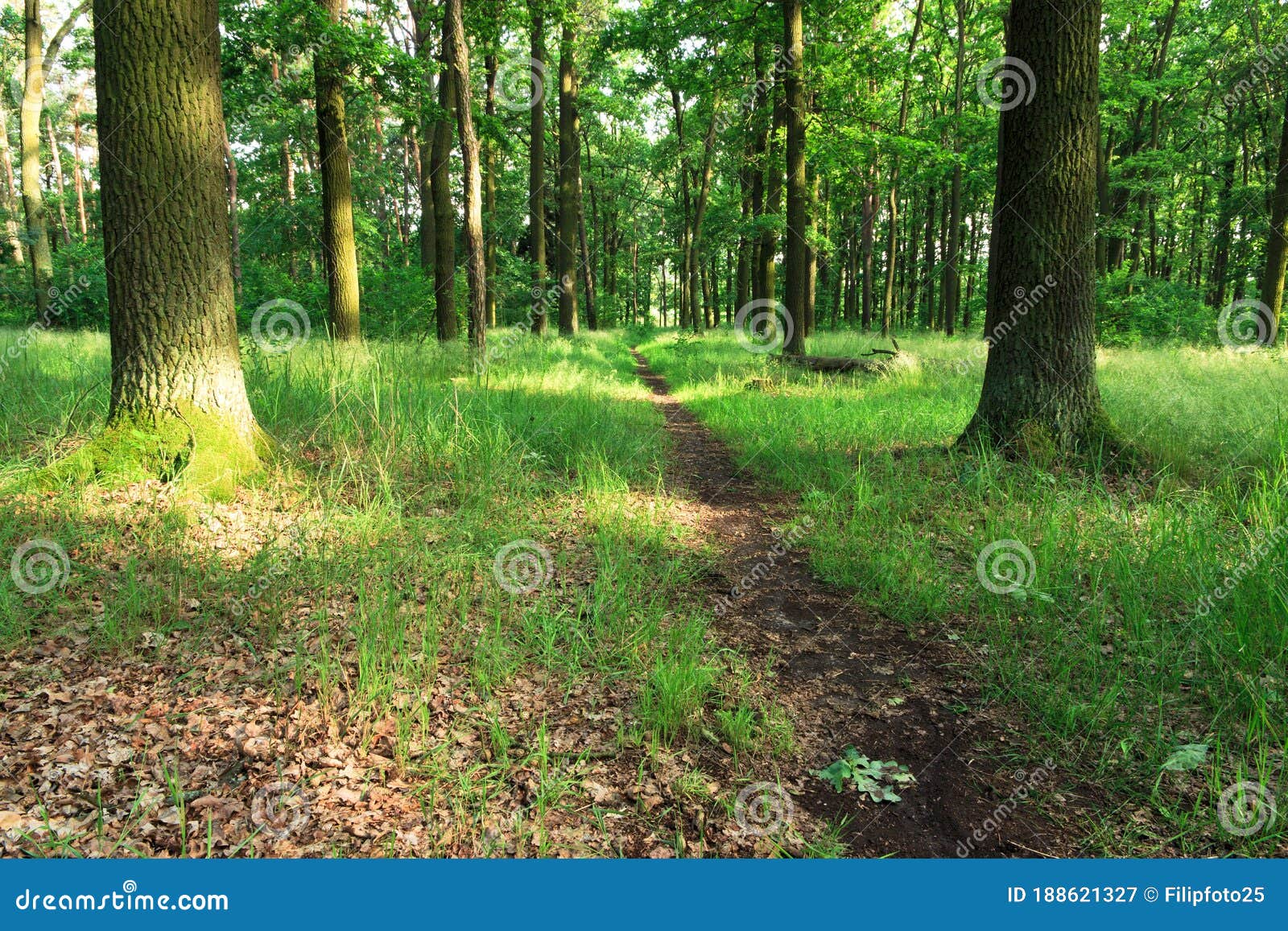 Small path in the woods stock image. Image of rain, branches - 188621327
