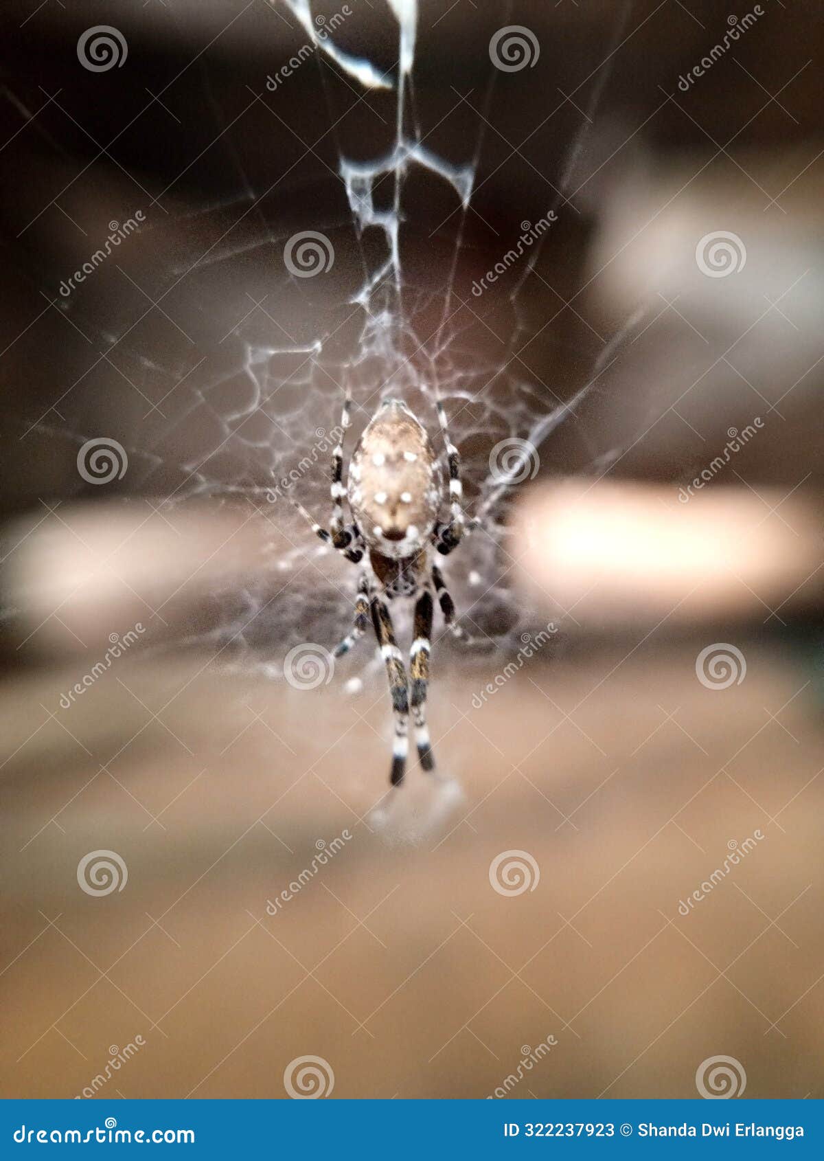 Spiders Nesting in the Walls Stock Image - Image of spider, horizontal ...