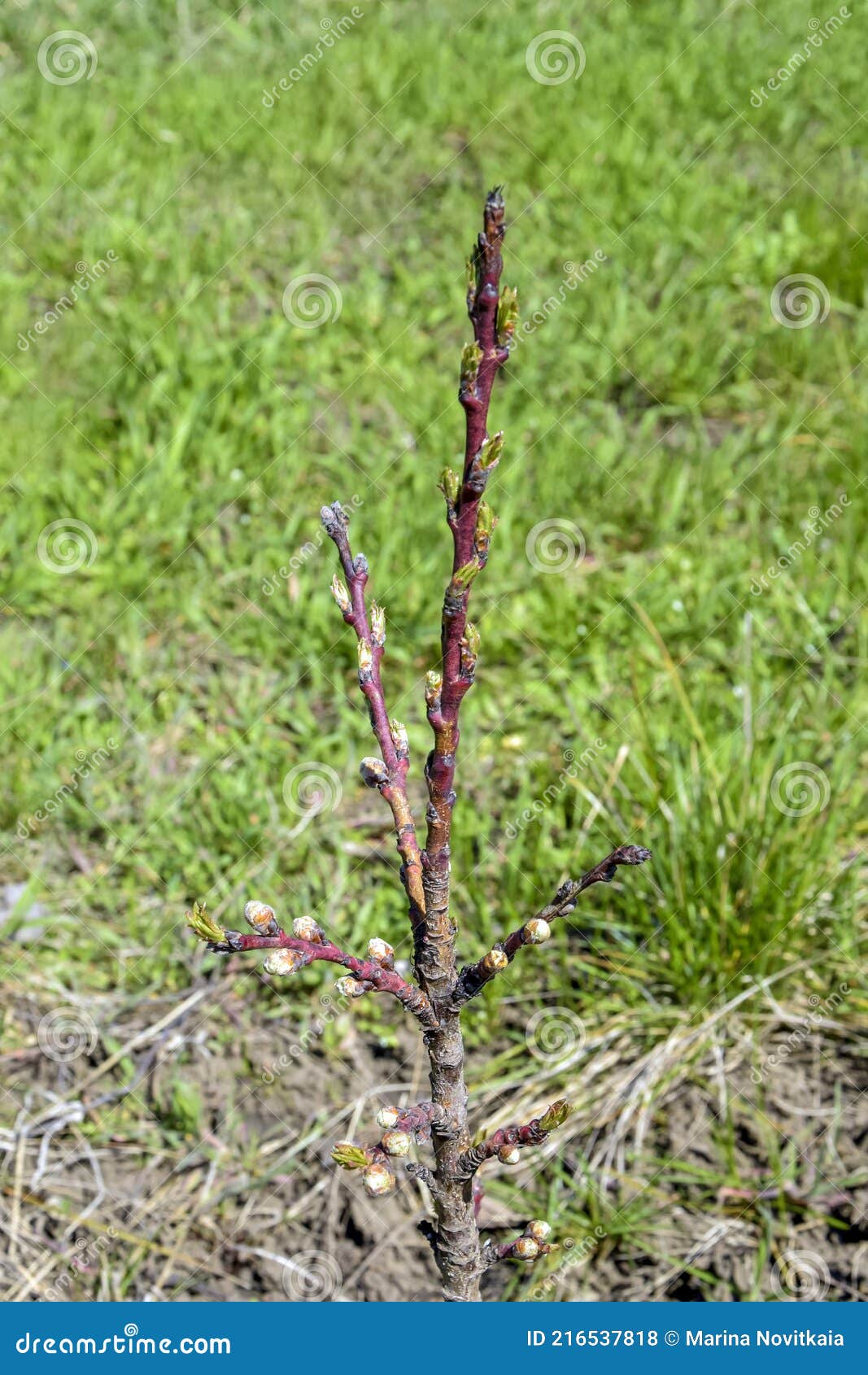 Small Peach Columnar Tree is Budding. Spring, Preparation for Flowering ...