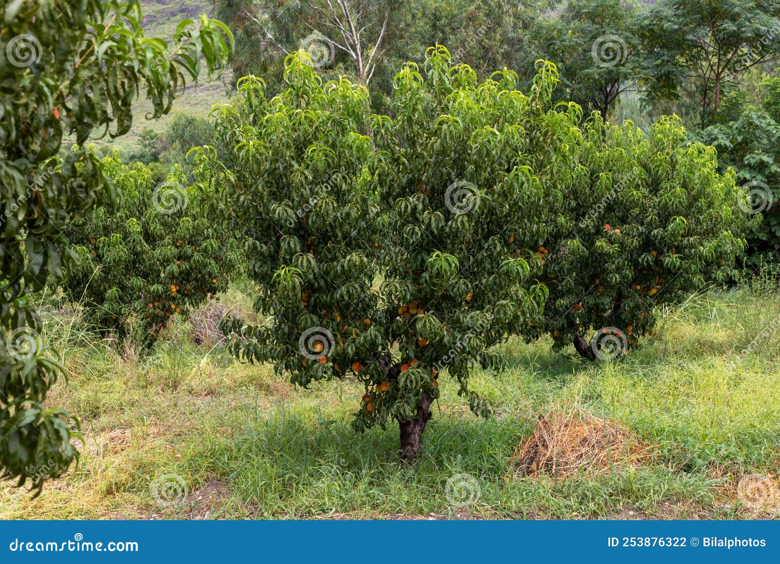 Small Peach Fruit Tree with Plenty Peaches Stock Photo - Image of ripe ...