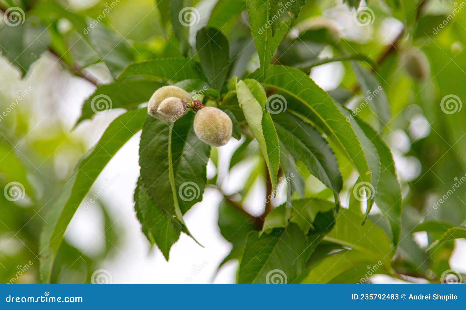 Small Peach Columnar Tree Is Budding. Spring, Preparation For Flowering ...