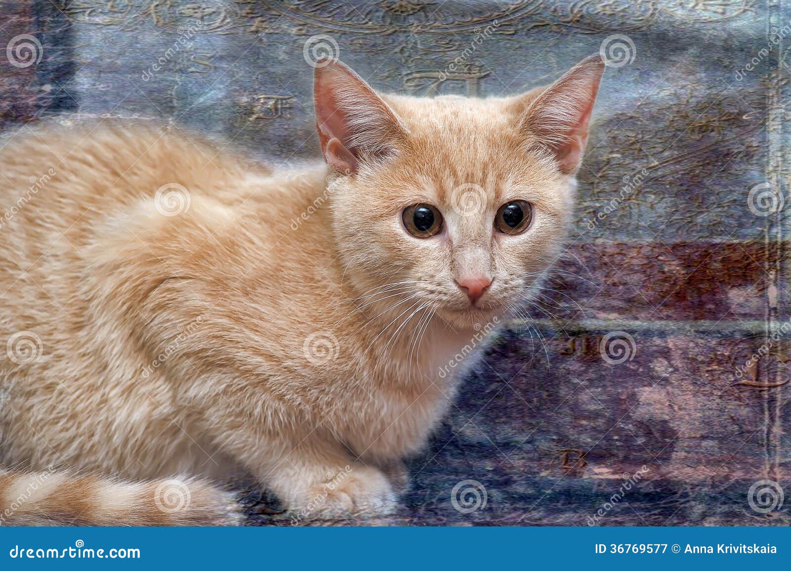 Small Peach Kitten Stock Images - Download 184 Royalty Free Photos