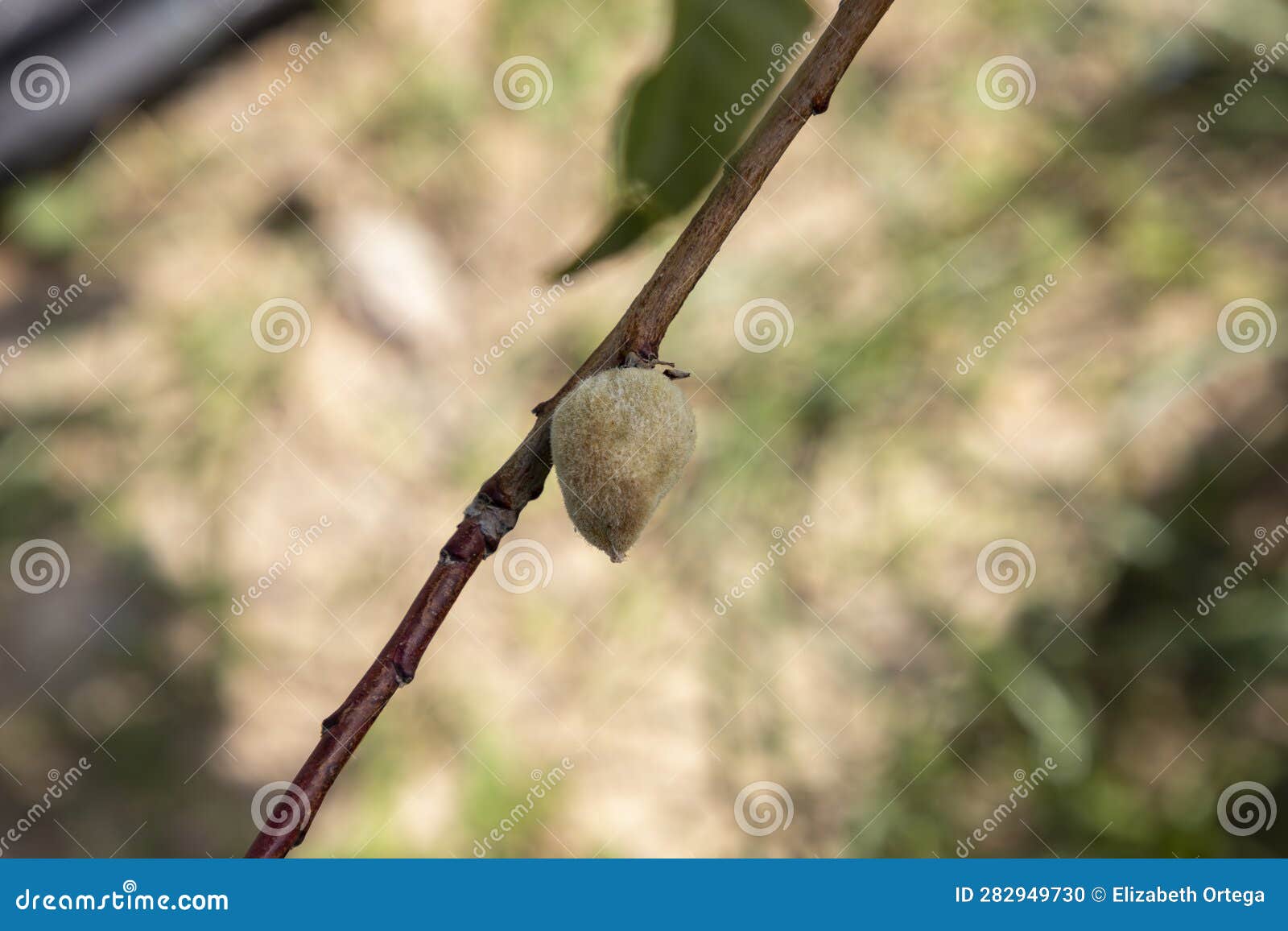 Small Peach Peel Growing on the Tree Stock Photo - Image of nature ...