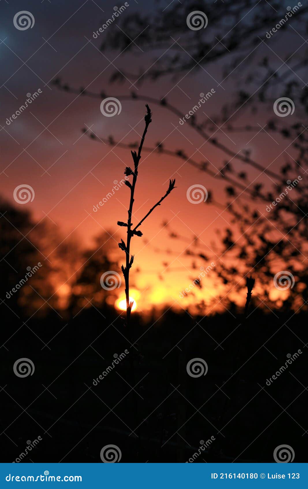Small Peach Tree in Front of a Sunset Stock Photo - Image of colouful ...