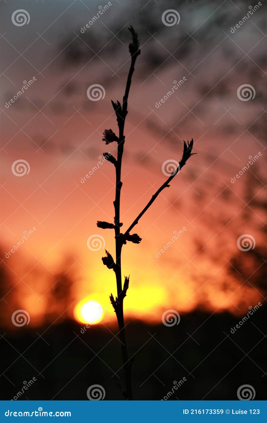Small Peach Tree in Front of a Sunset Stock Image - Image of color ...