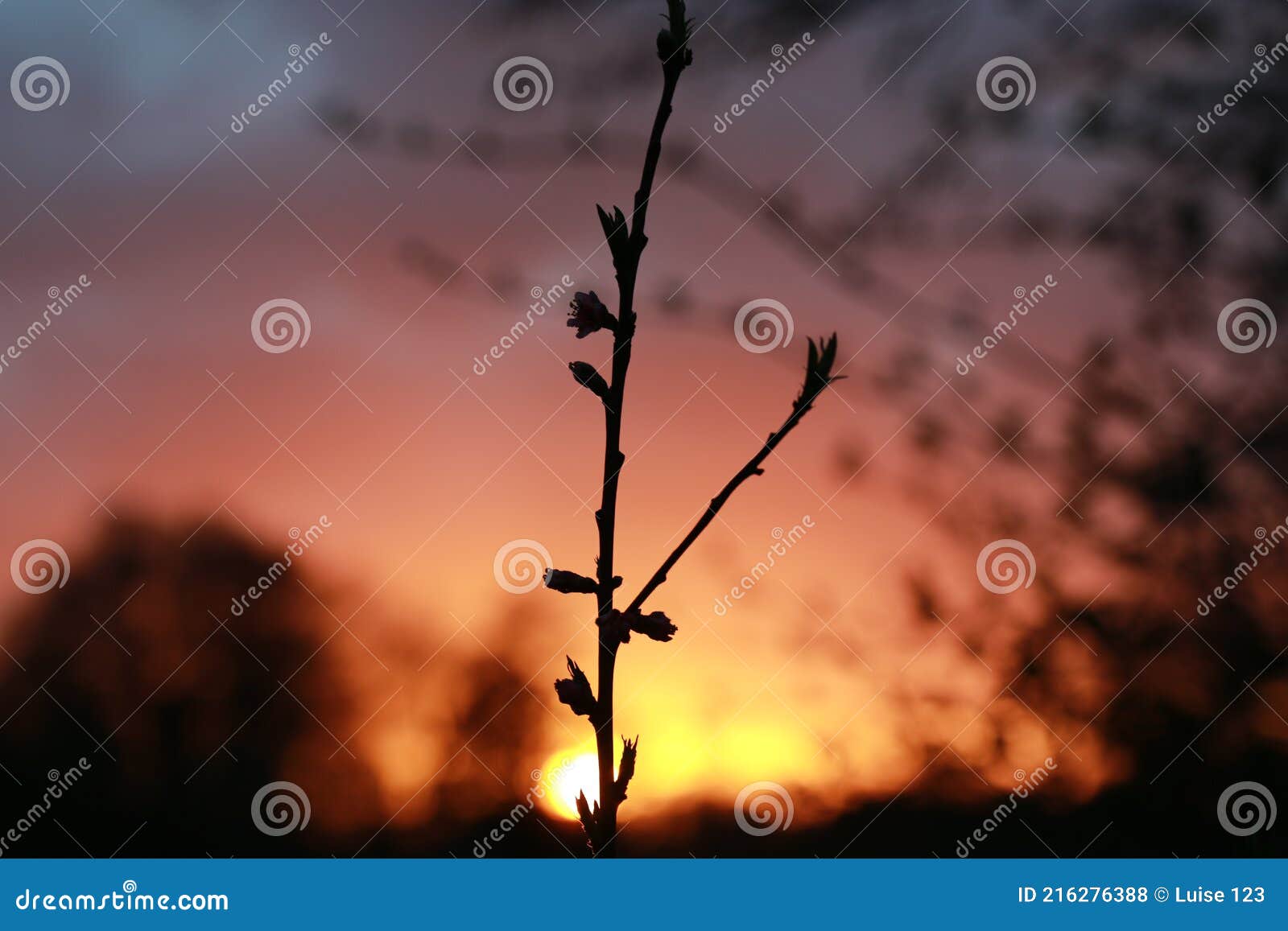 Small Peach Tree in Front of a Sunset Stock Photo - Image of nature ...