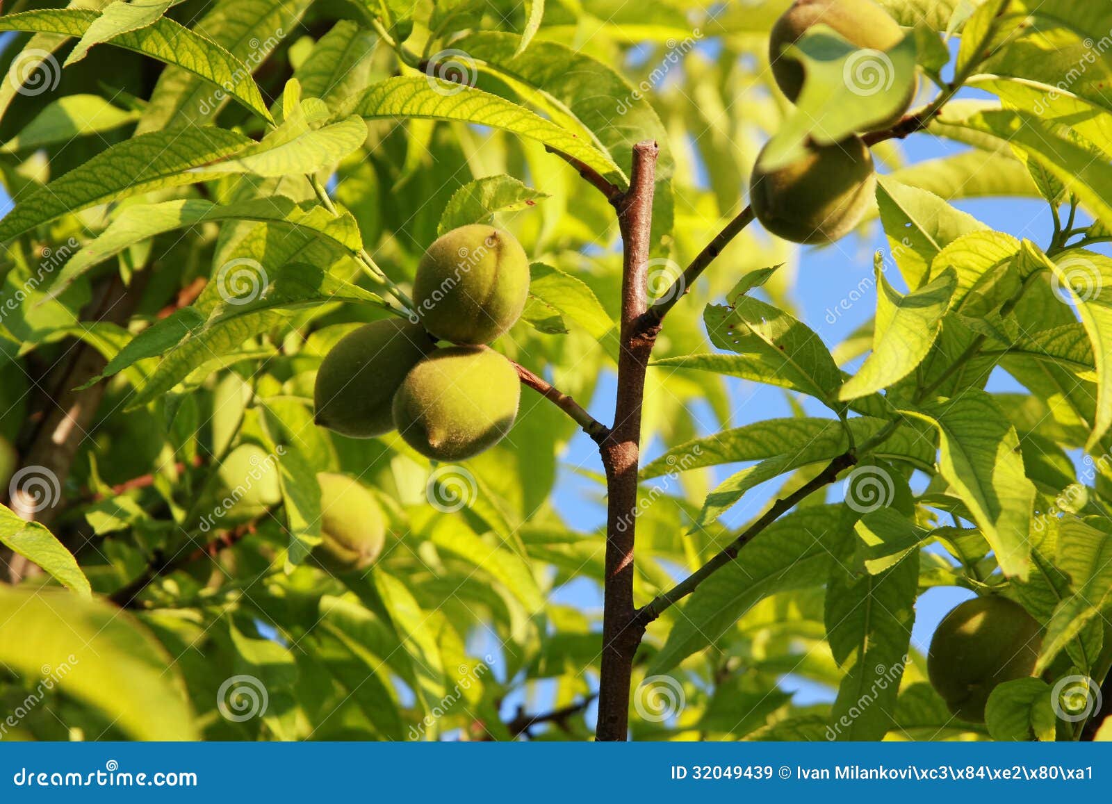 Small peaches stock image. Image of branch, juicy, delicious - 32049439