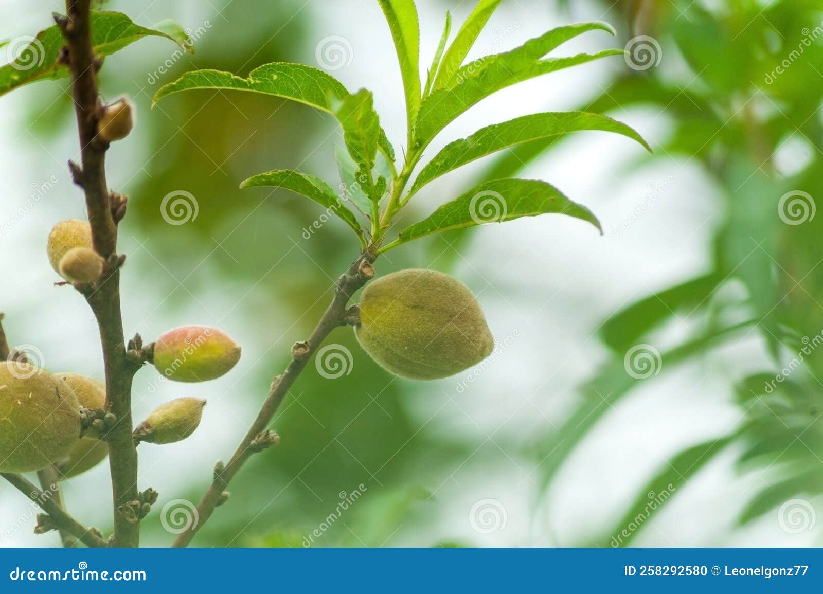 Small peaches stock photo. Image of time, blossom, green - 258292580