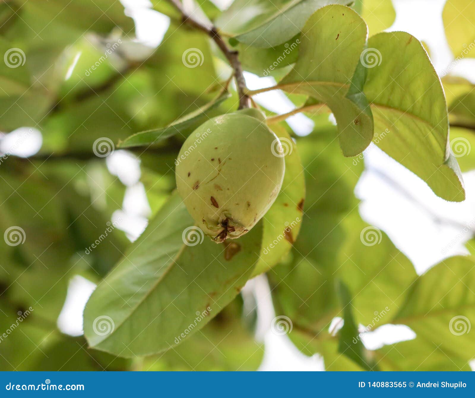 Small Pear Fruit on a Tree in Nature Stock Image - Image of harvest ...