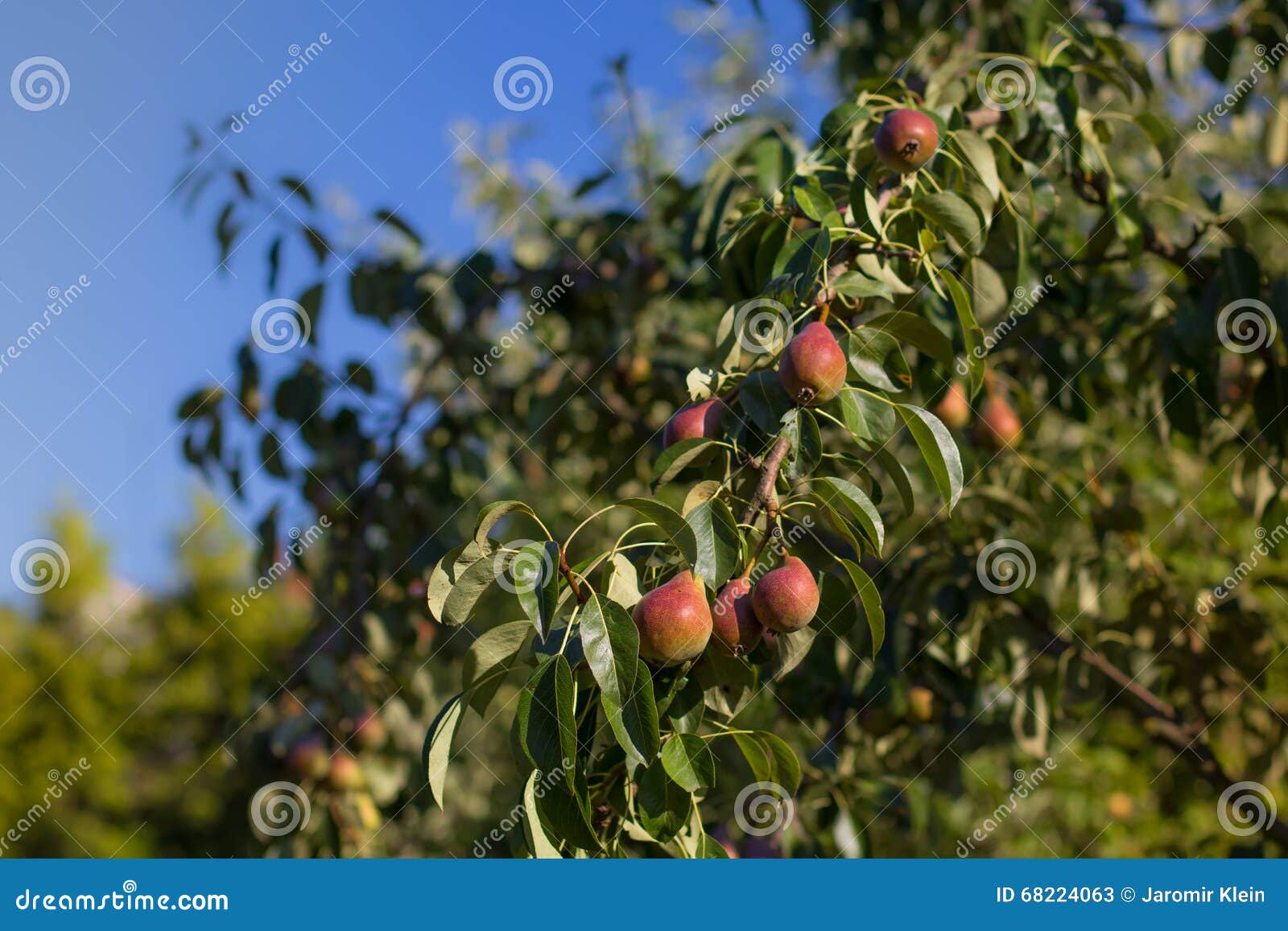 Small Pear Growing on the Tree Stock Image - Image of freshness, autumn ...