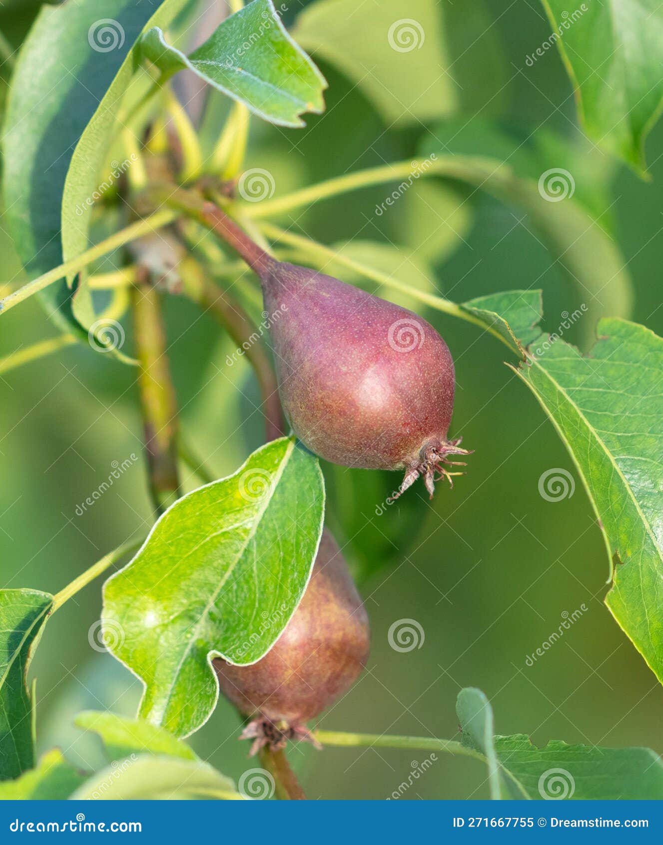 Small Pear on a Tree Branch in Nature. Stock Image - Image of ...