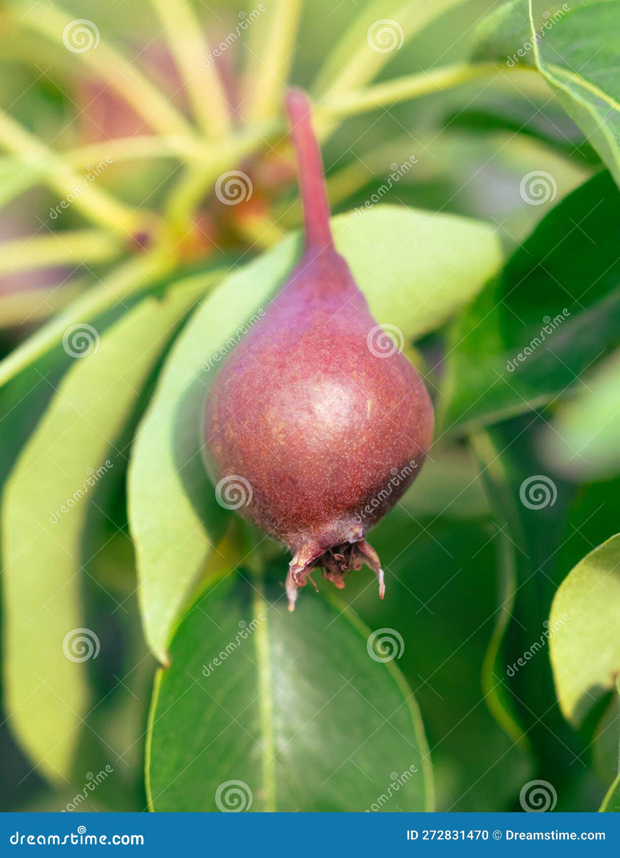 Small Pear on a Tree Branch in Nature. Stock Photo - Image of green ...